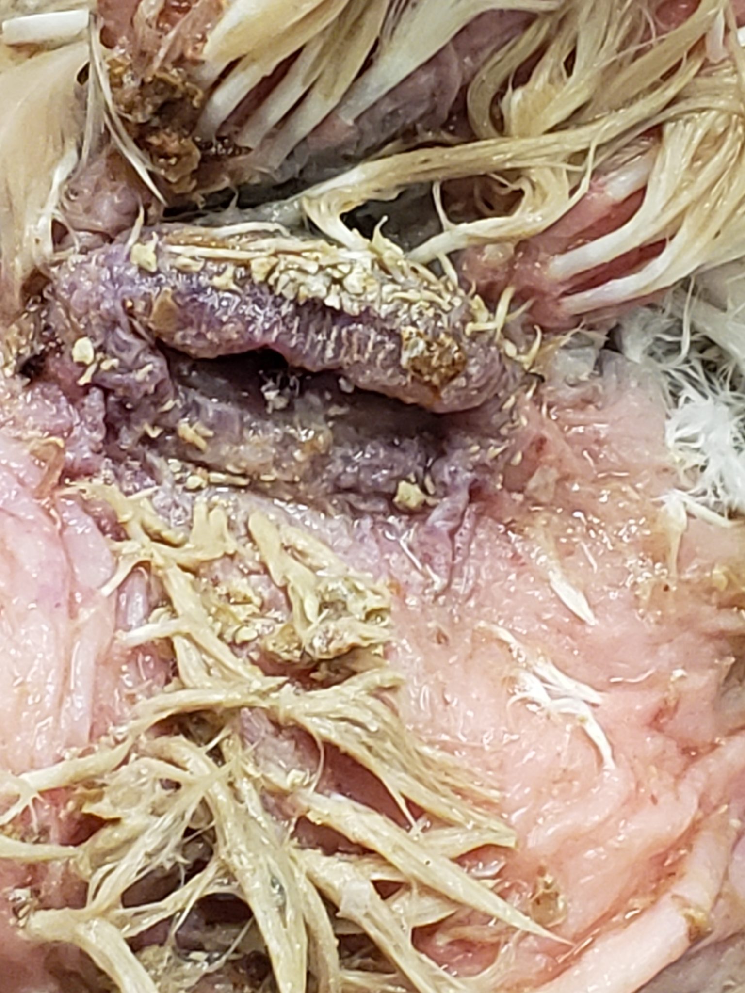 Vent Gleet in Chickens - Backyard Poultry